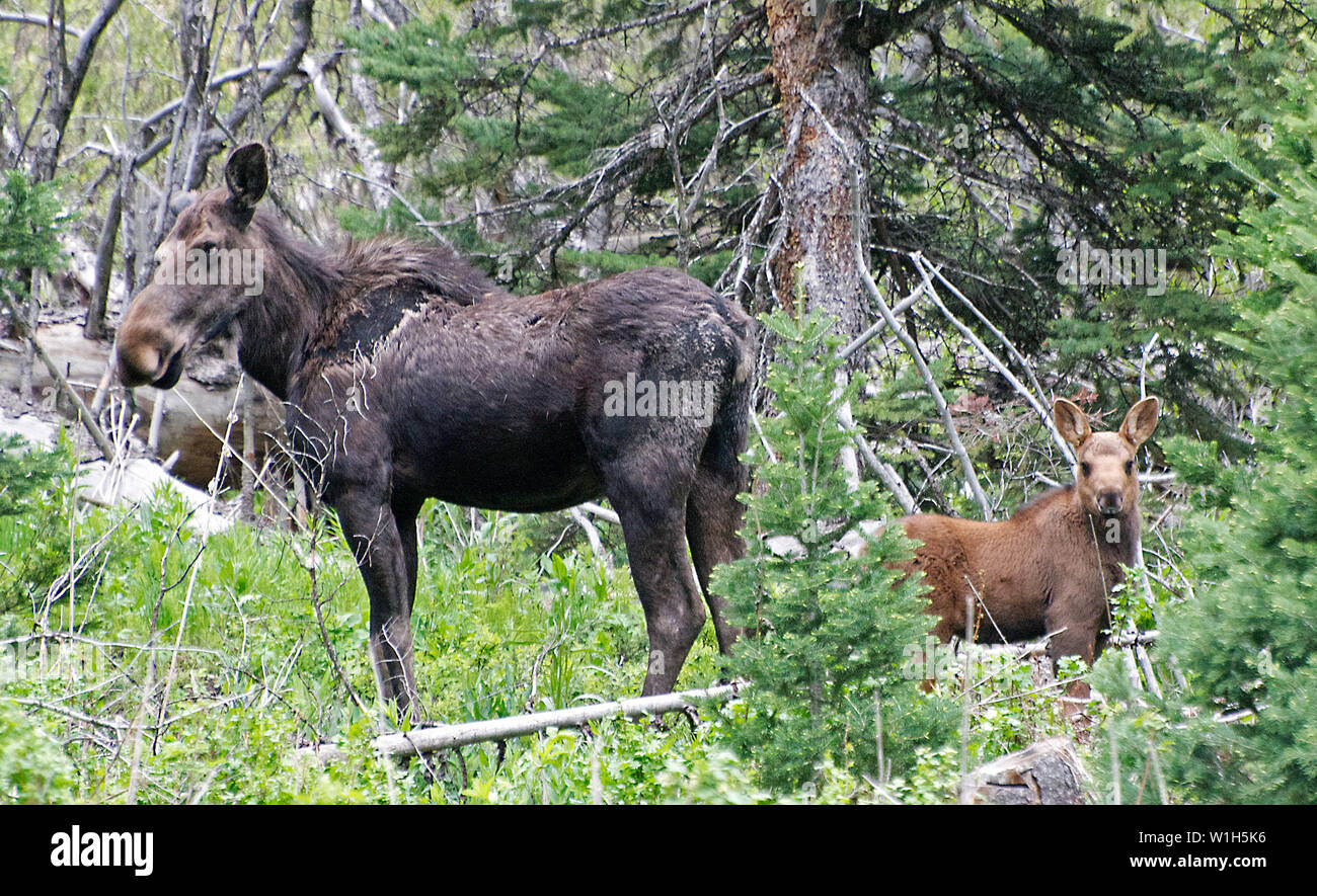 South fork deer creek canyon hi-res stock photography and images - Alamy