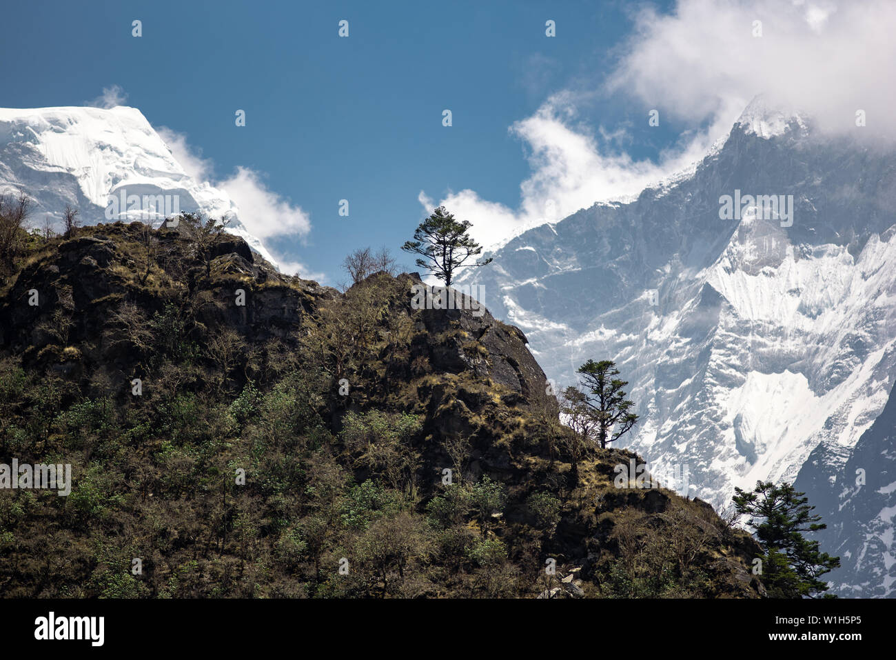 Two scenic trees growing on rocky mountain egde in Nepal Himalayas with ...