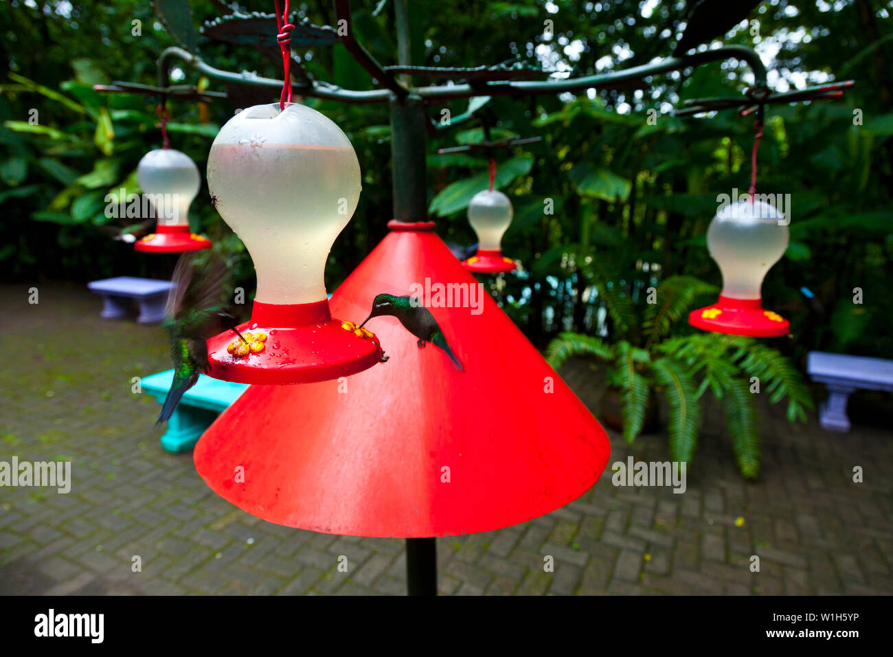 Colibri feeders, Costa Rica, Central America, America Stock Photo - Alamy