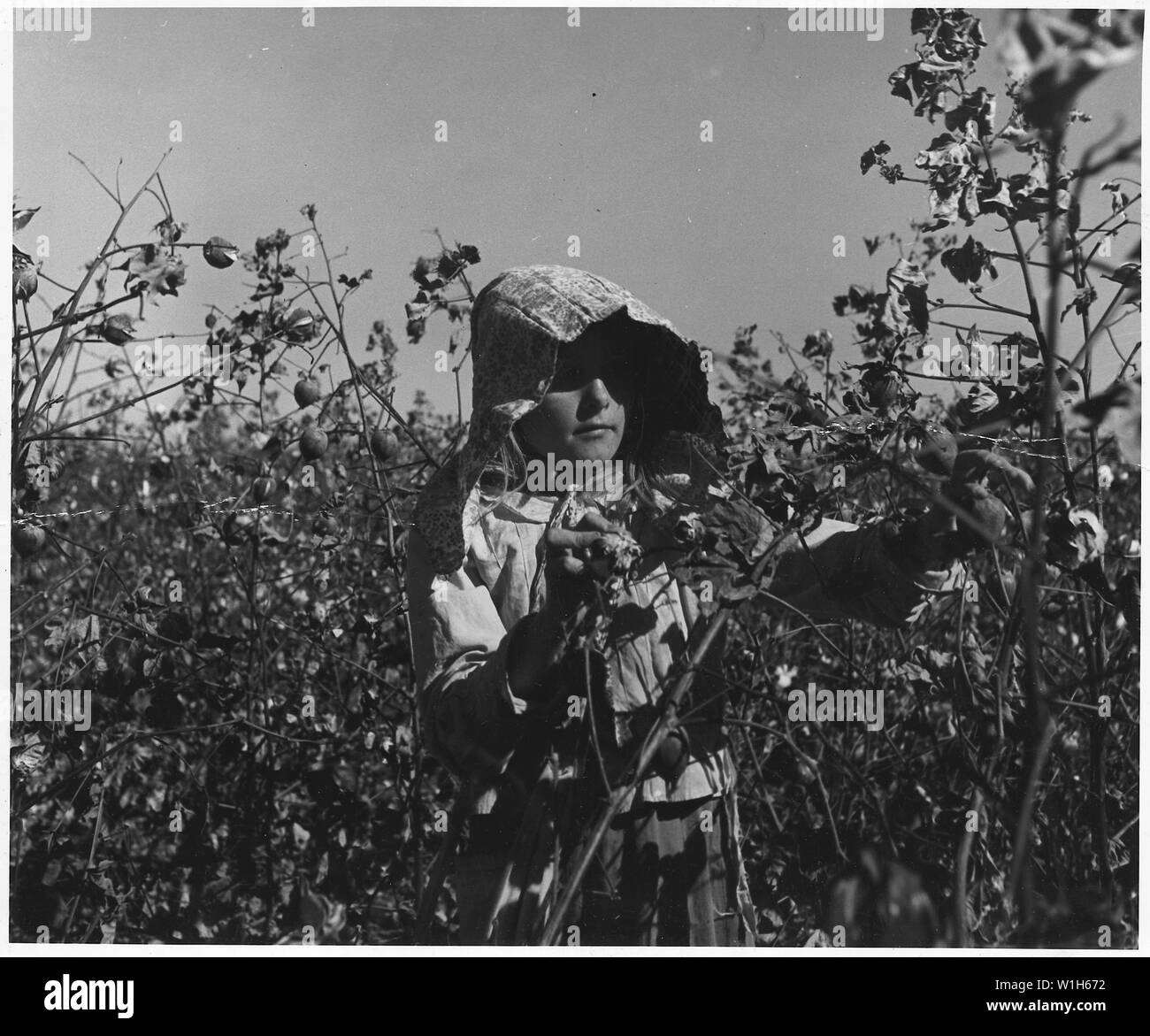 Arizona cotton field Black and White Stock Photos & Images - Alamy