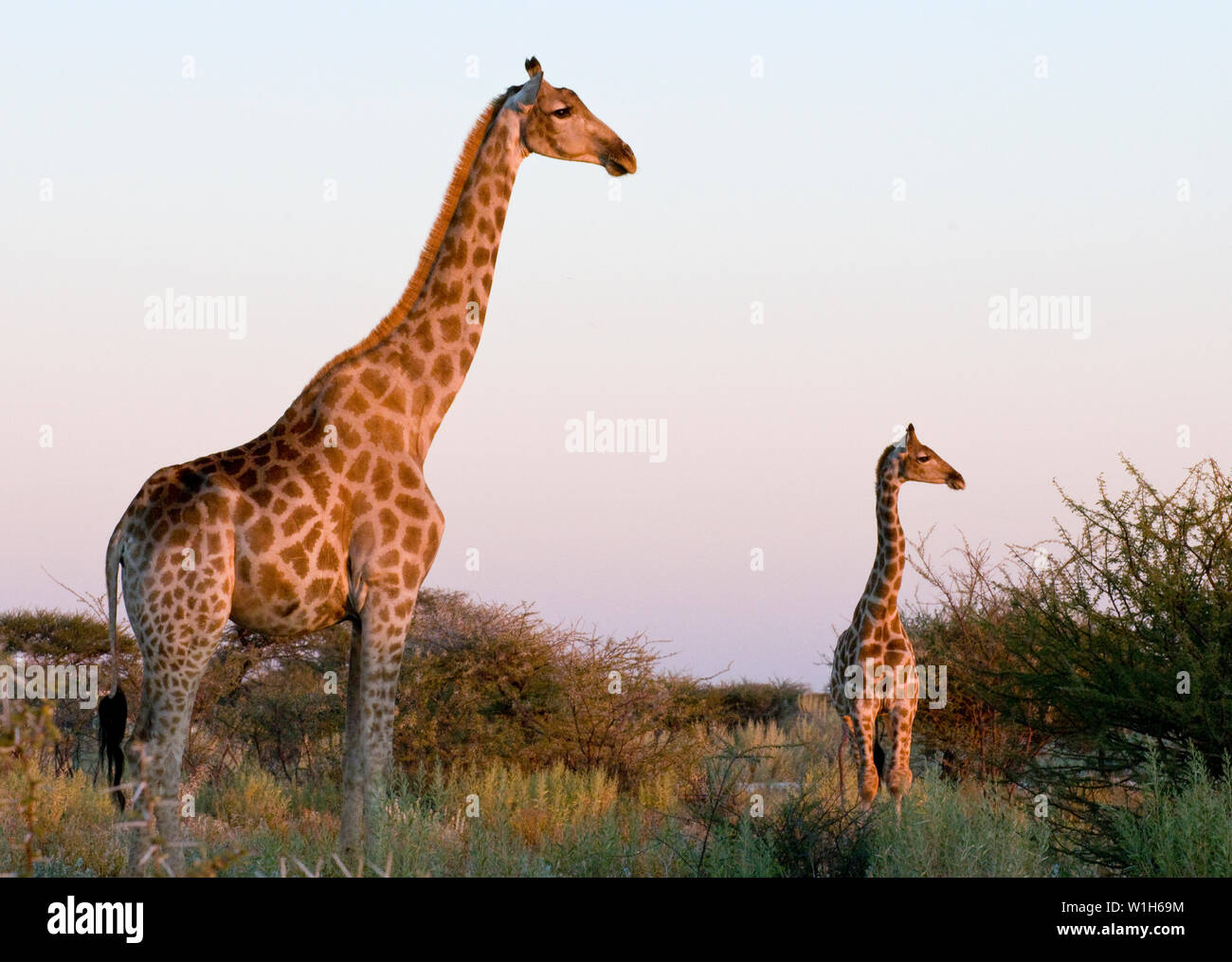 A giraffe and baby patrol the desert at sunrise in Namibia's Etosha ...