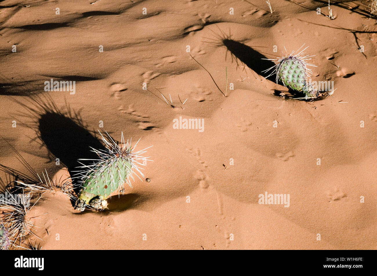 Moab utah cactus hi-res stock photography and images - Alamy