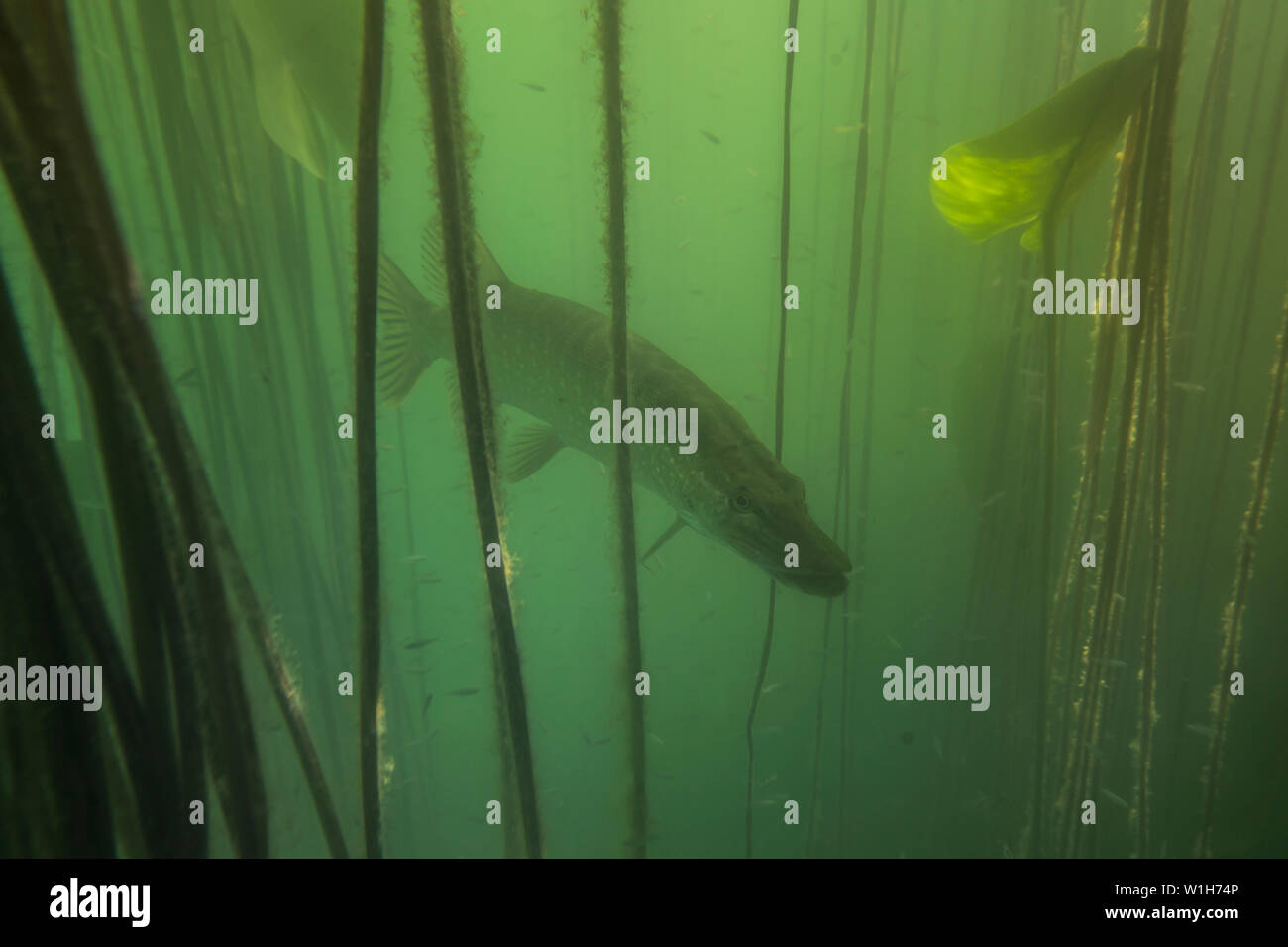 Adventurous picture of wild pike in nature habitat. Huge water volume ...