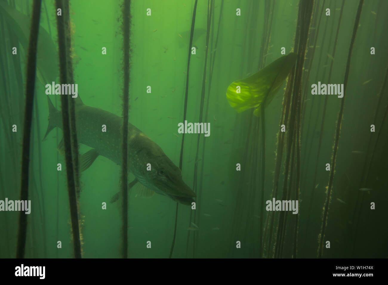 Adventurous picture of wild pike in nature habitat. Huge water volume ...