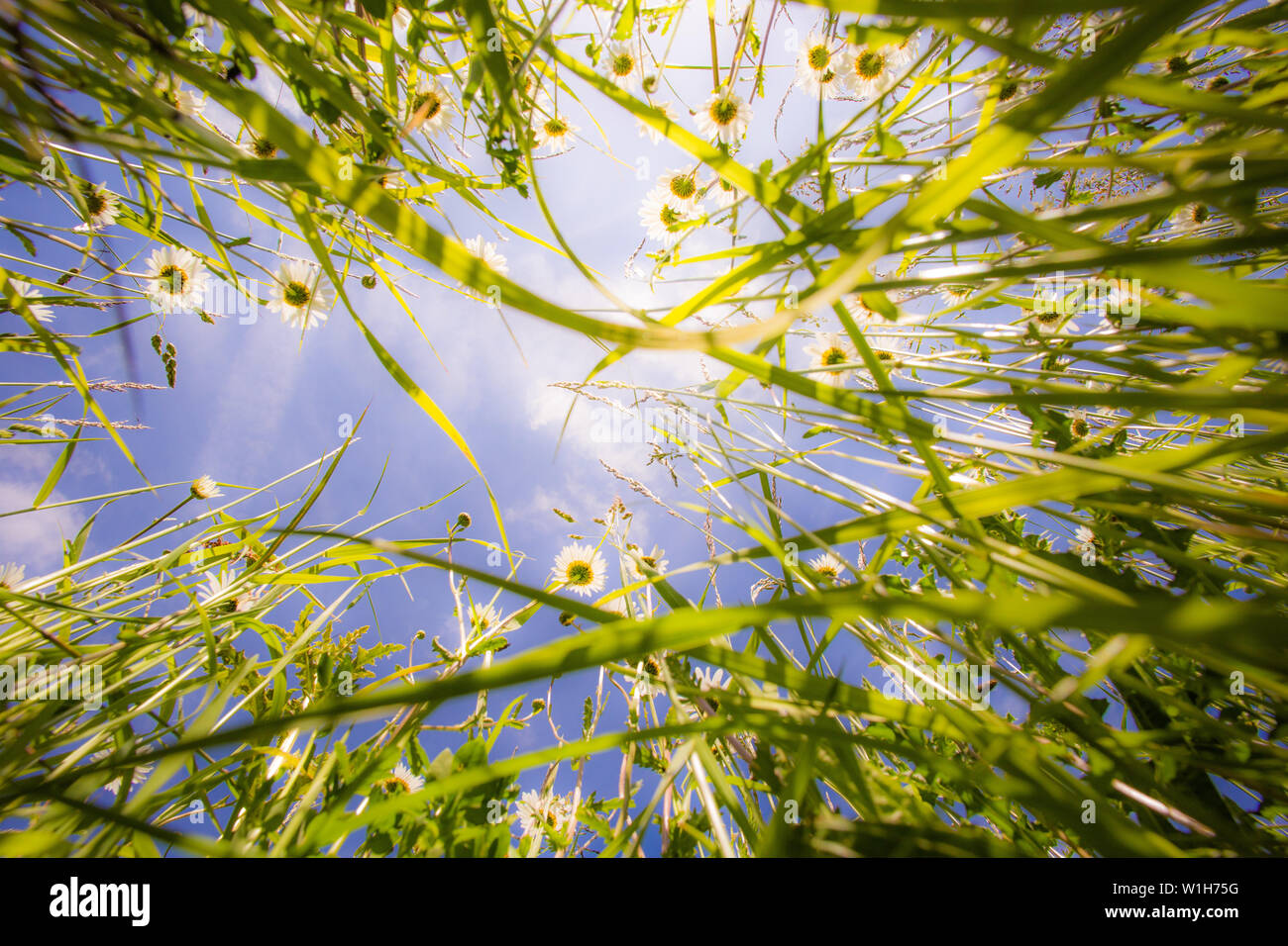 Prairie grass detail hi-res stock photography and images - Alamy