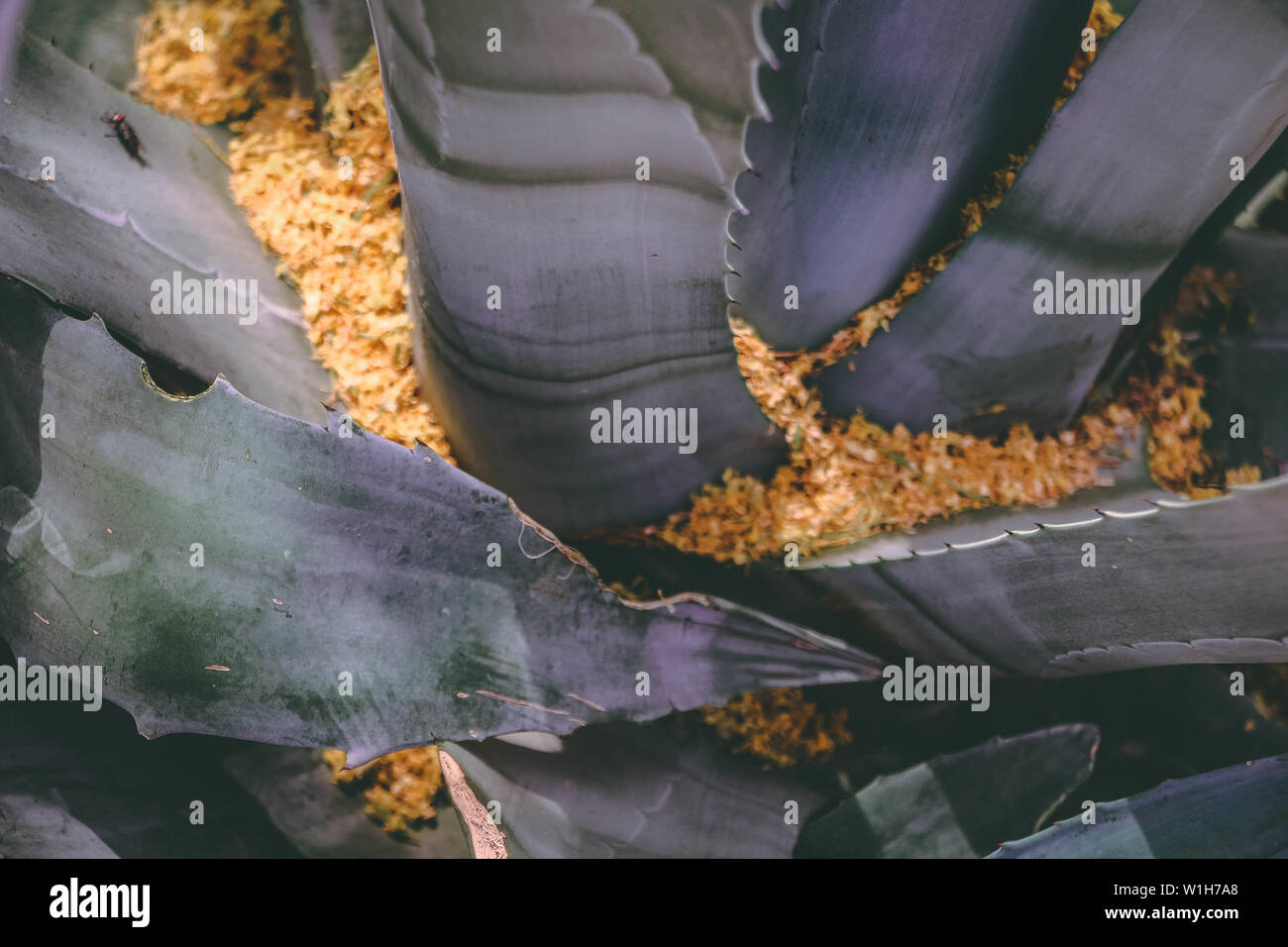 Dark Agave plant and palo verde blooms Stock Photo - Alamy