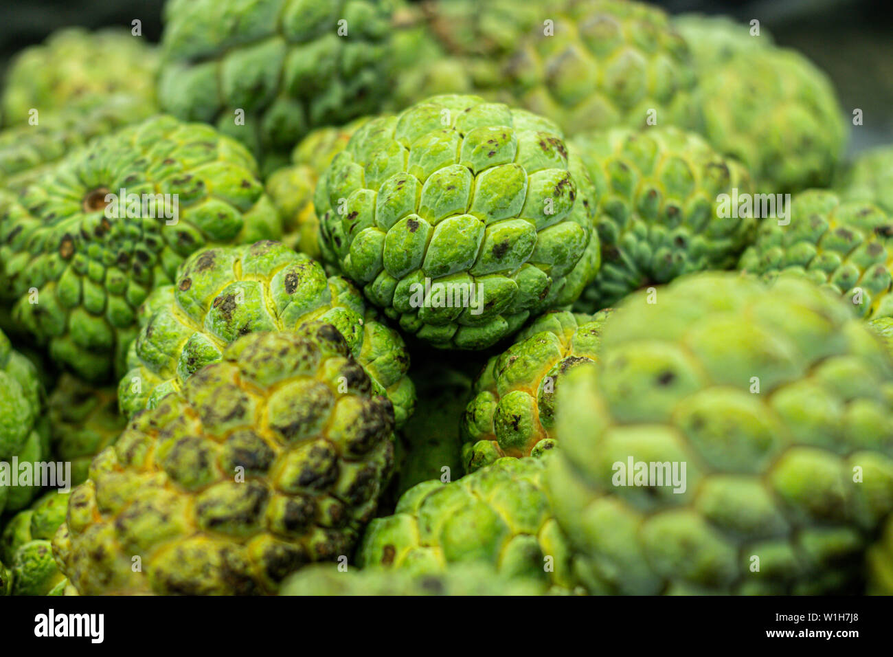 American bittersweet fruit hi-res stock photography and images - Alamy