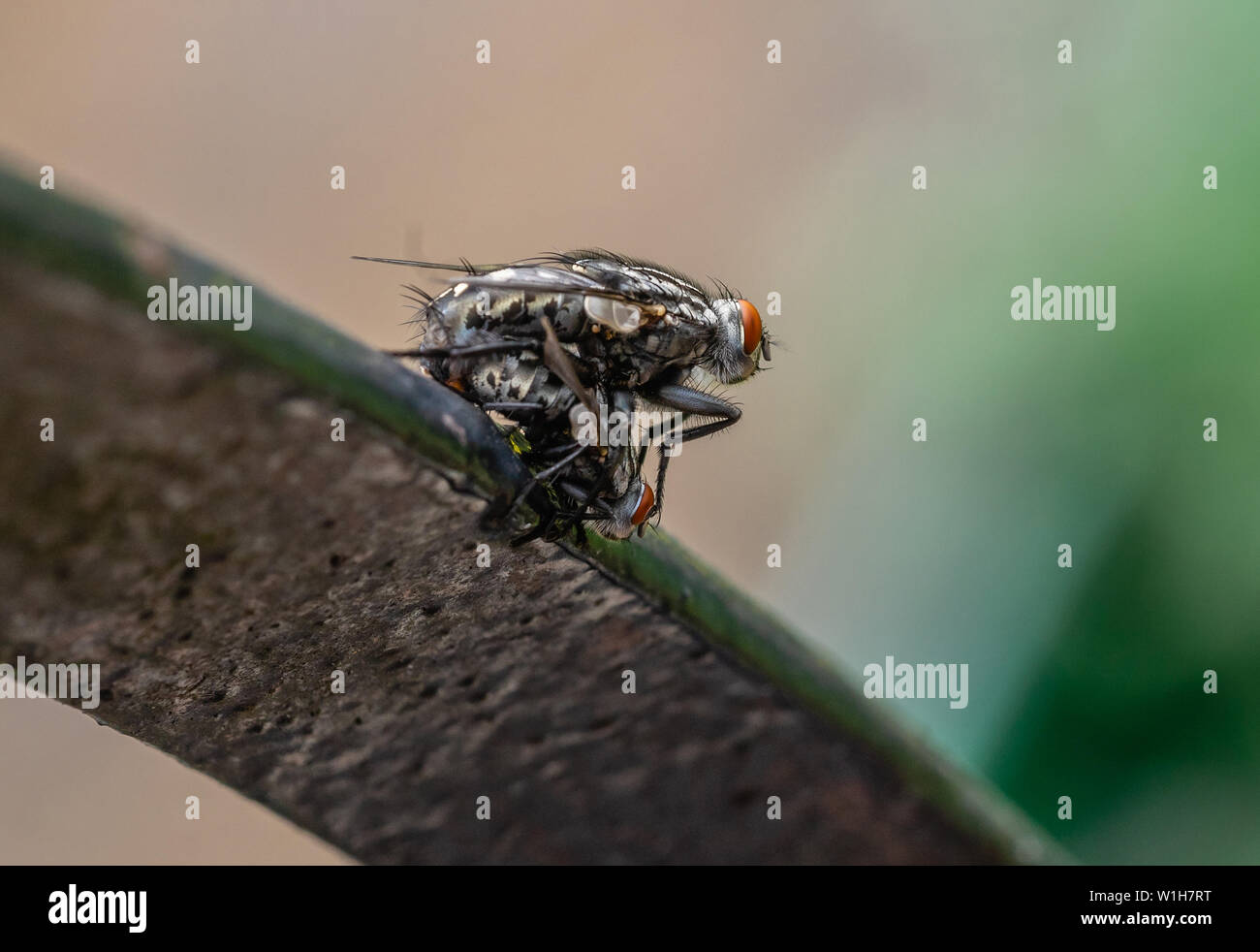 Closeup (macro) of two common house flies (Musca domestica) during the ...