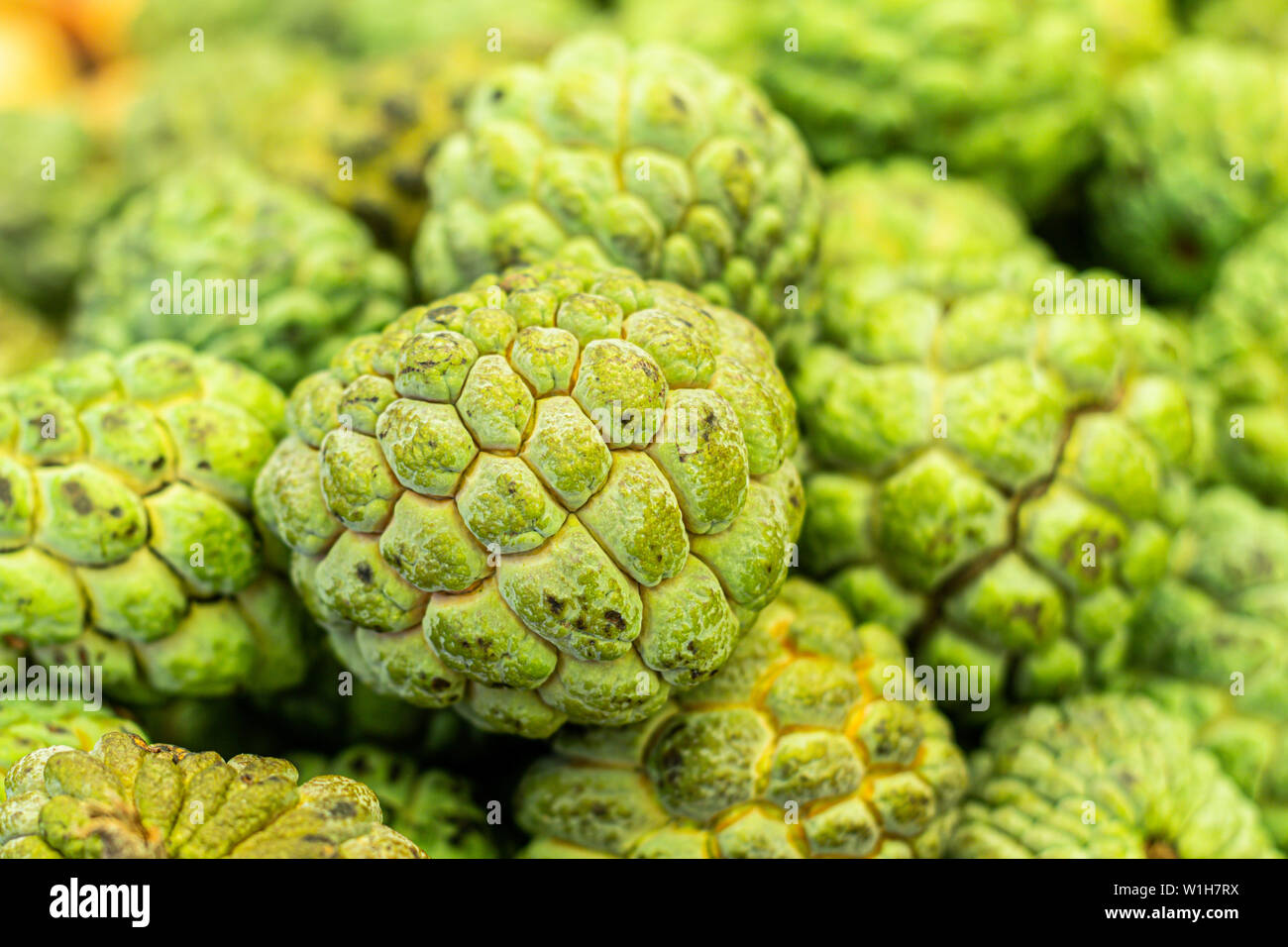 Close view of several Pinhia fruit. Fresh fruit from the northeast of ...