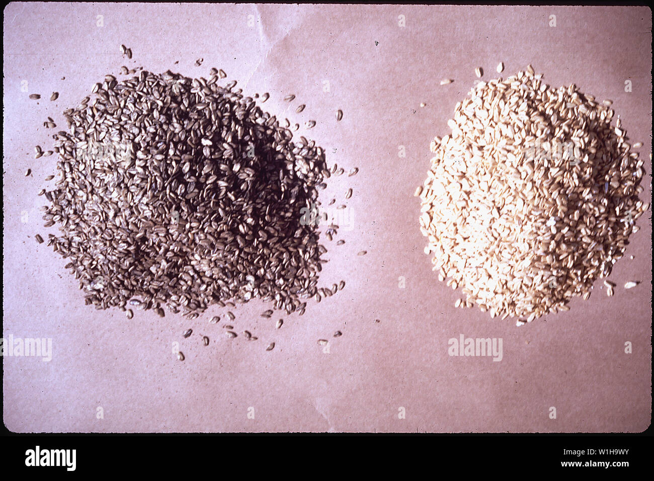 OAT GROATS POISONED WITH ZINC PHOSPHATE, COLORED GRAY FOR ...