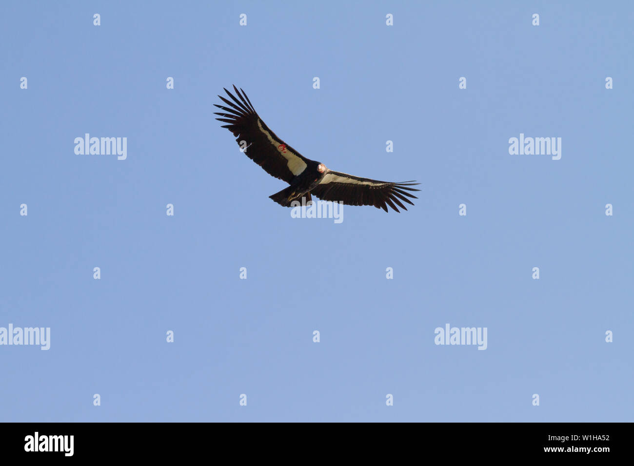 A Wild California condor (Gymnogyps californianus) soaring over the ...