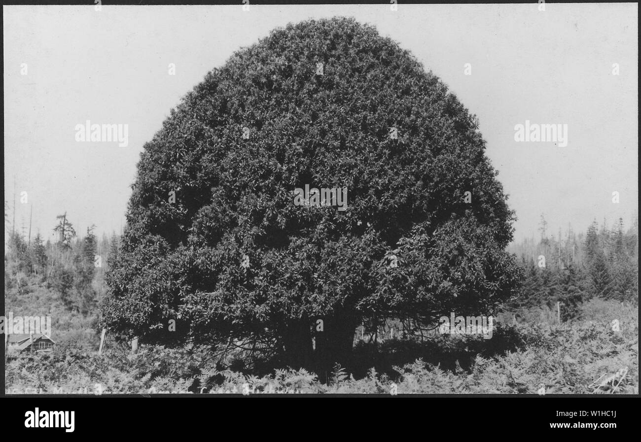 OREGON MYRTLE TREES; General notes: Postcard by Sawyer, copied Dec ...