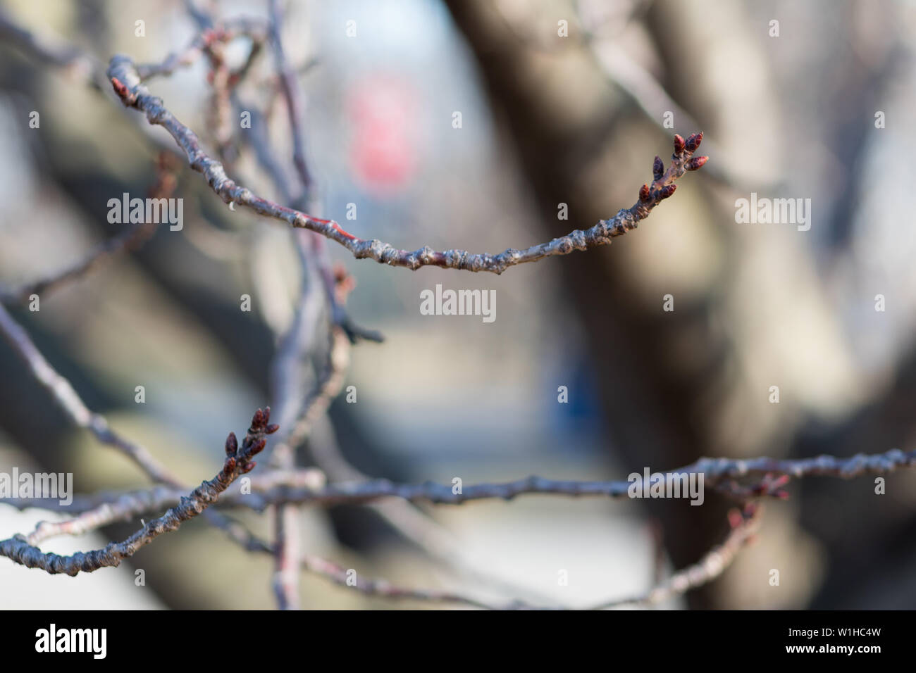 Tree branches at Stephen R. Gregg park Bayonne Stock Photo - Alamy Tree branches at Stephen R. Gregg park Bayonne Stock Photo - Alamy