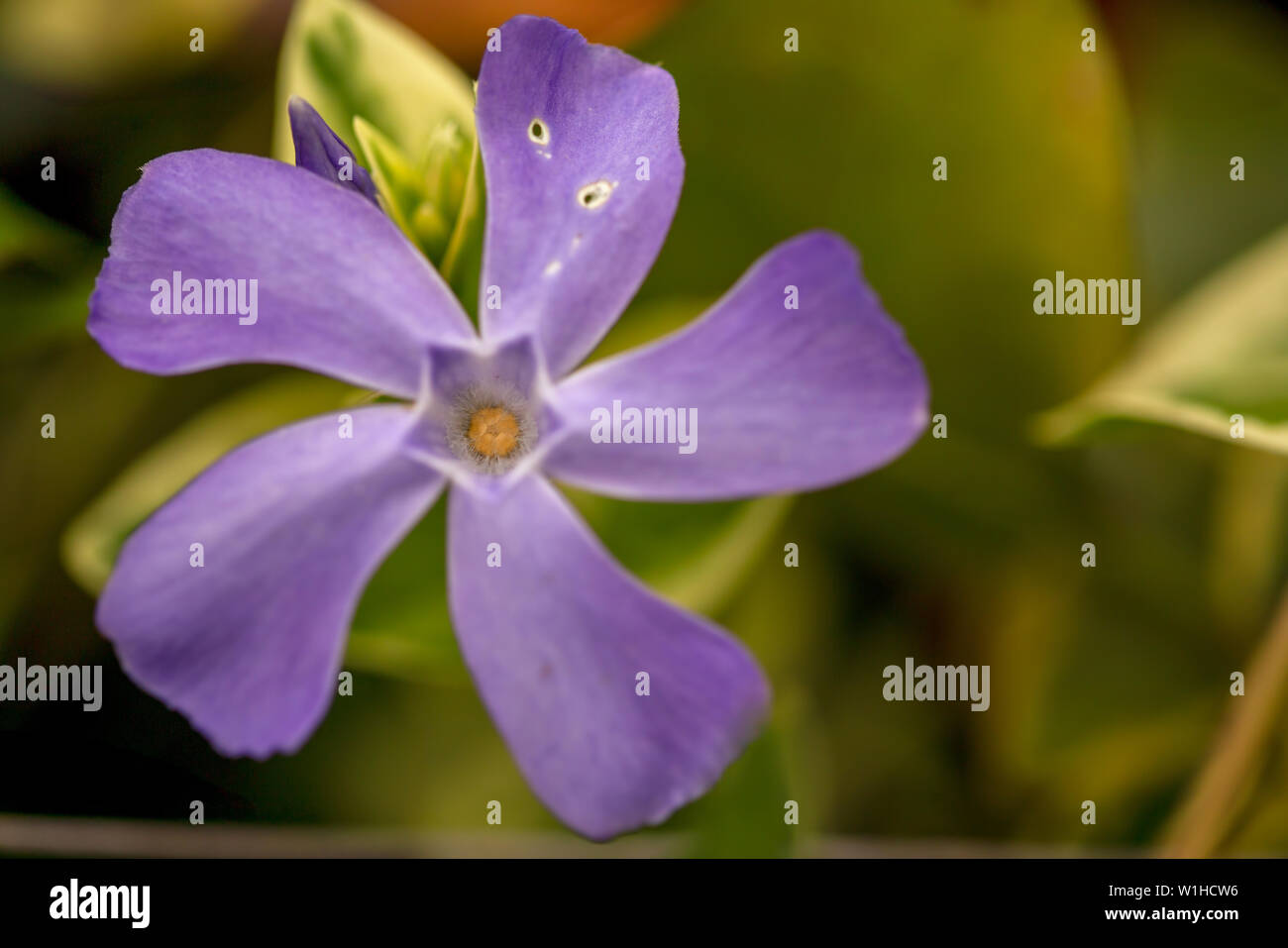 Macro photography of a Blue periwinkle flower, captured at the central ...