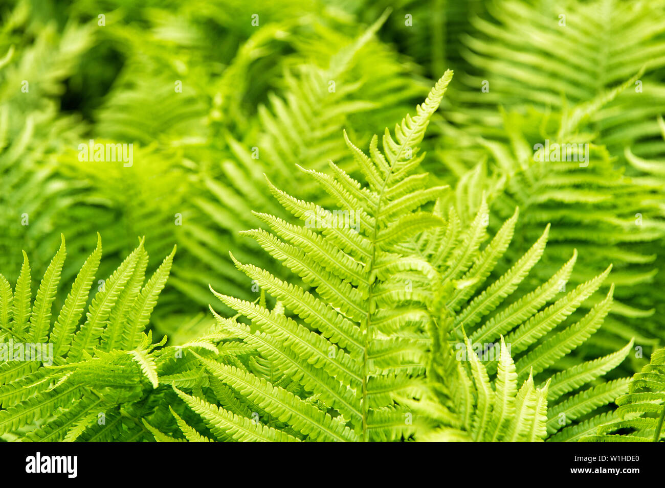 Greenery bring happiness. Fern growing outdoor. Fern bed in woods ...