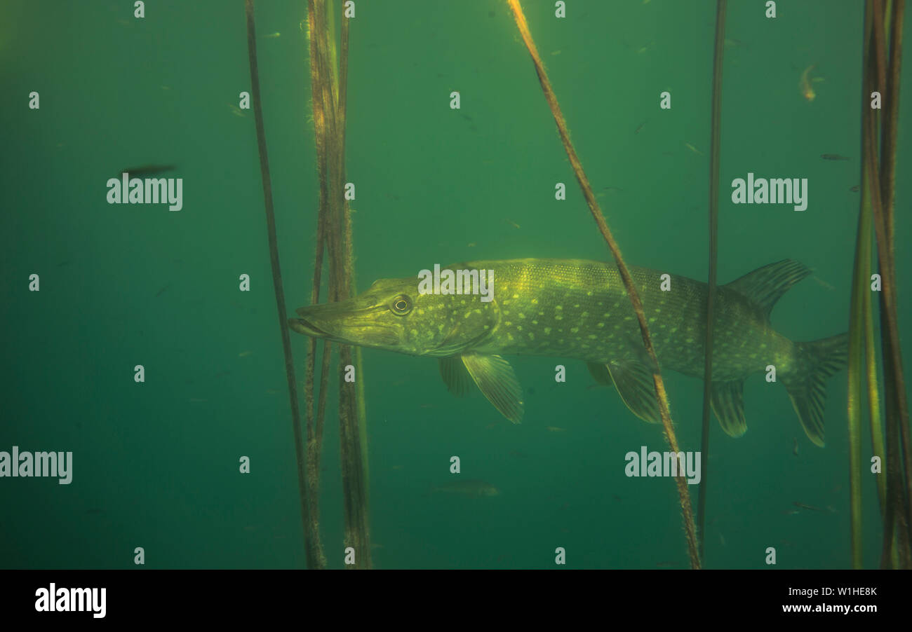 Adventurous picture of wild pike in nature habitat. Huge water volume ...