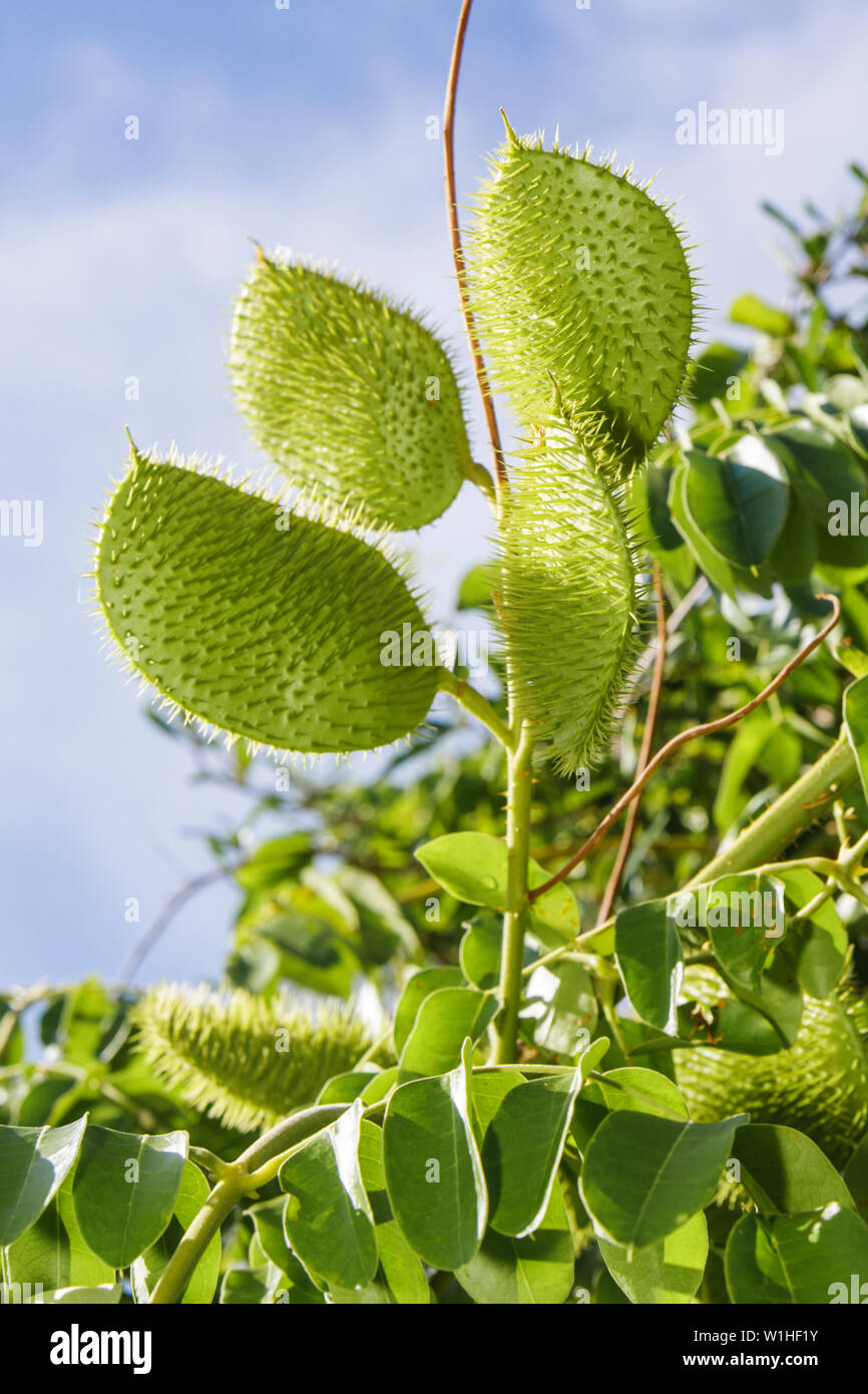 Florida Lee County,Bonita Springs,Gulf of Mexico Coast,Black Island ...