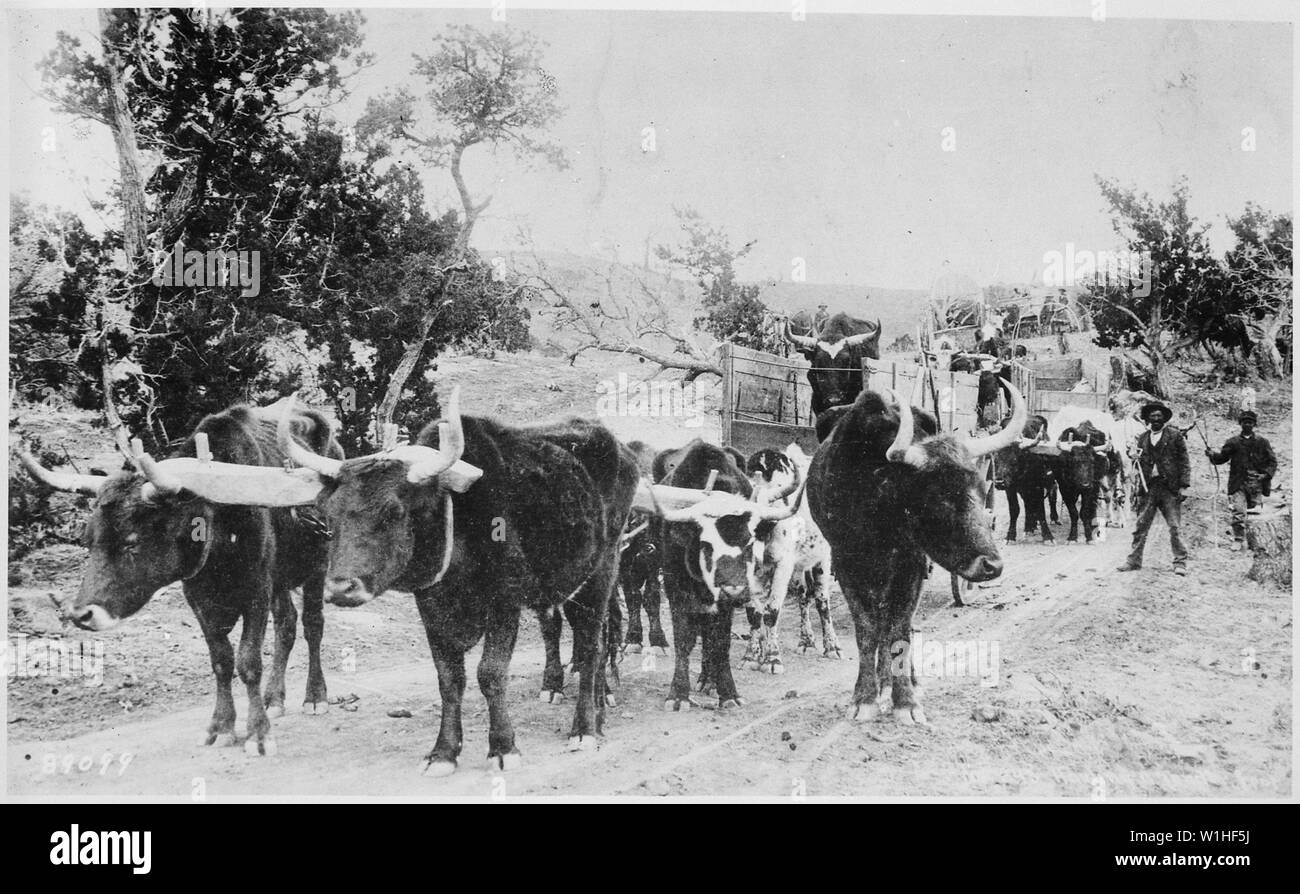 Ox train hi-res stock photography and images - Alamy