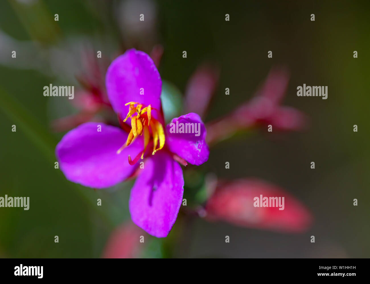 Macro photography of the exotic and endemic Monochaetum myrtoideum ...