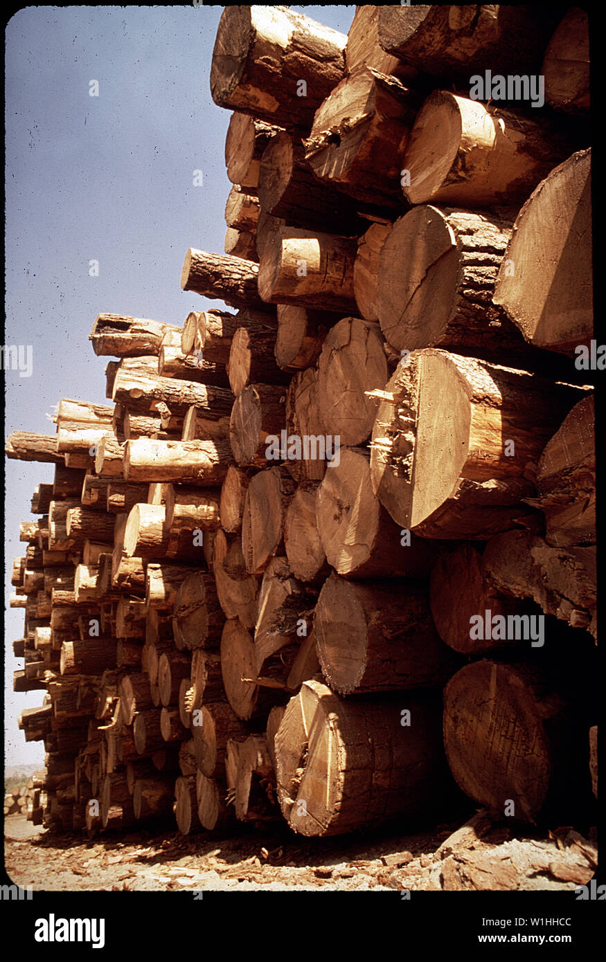 Ponderosa logs hi-res stock photography and images - Alamy