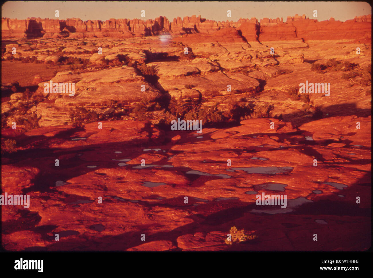 Over 200 species hi-res stock photography and images - Alamy