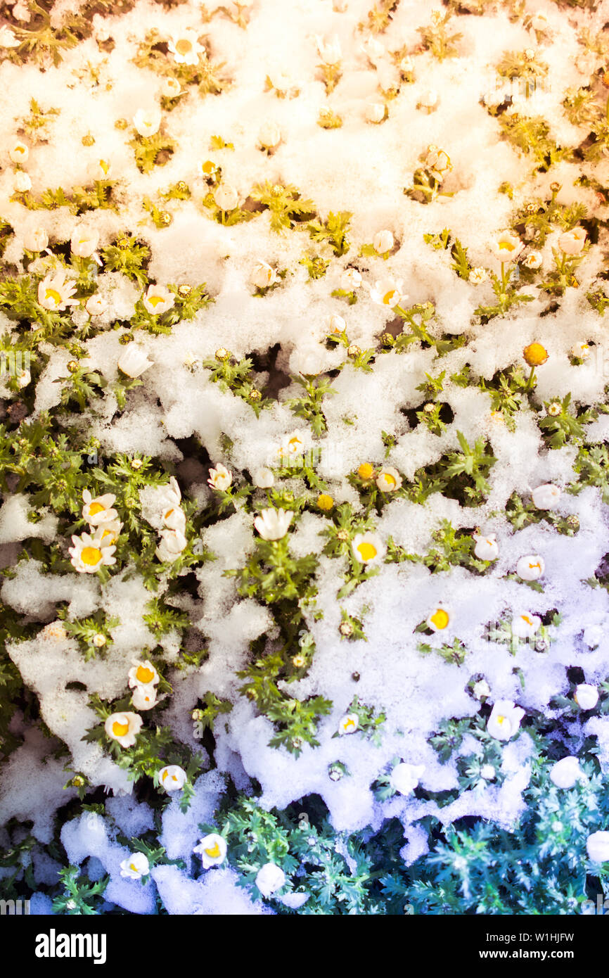 Early flowers oof the spring under snow in a garden Stock Photo - Alamy