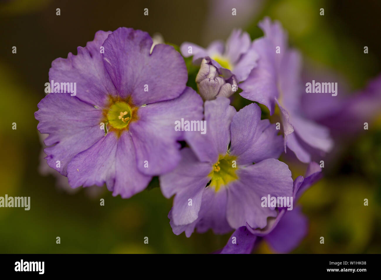 Macro photography of violet primrose flowers, captured at the central ...