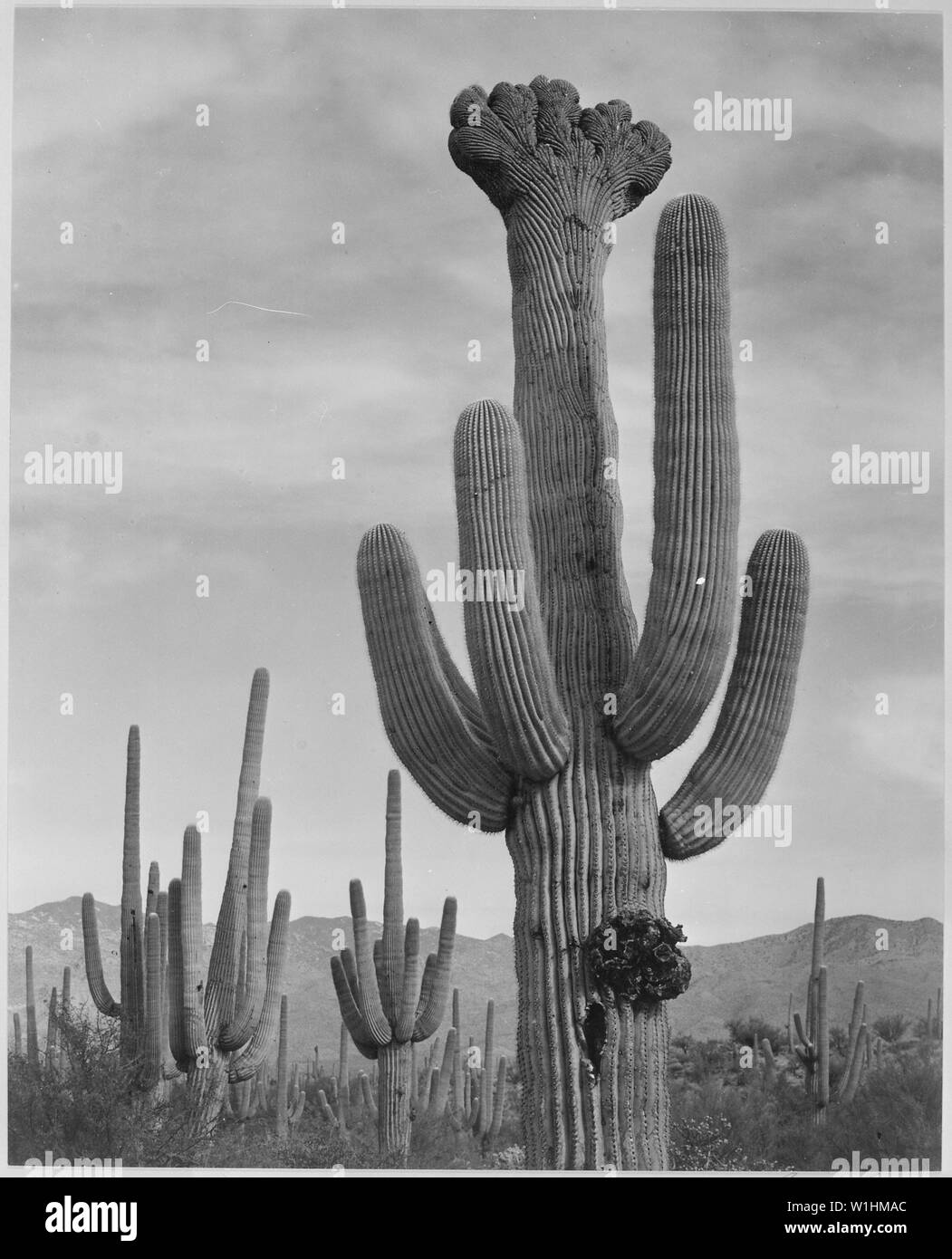 Photograph of a Family with Their Covered Wagon During the Great ...