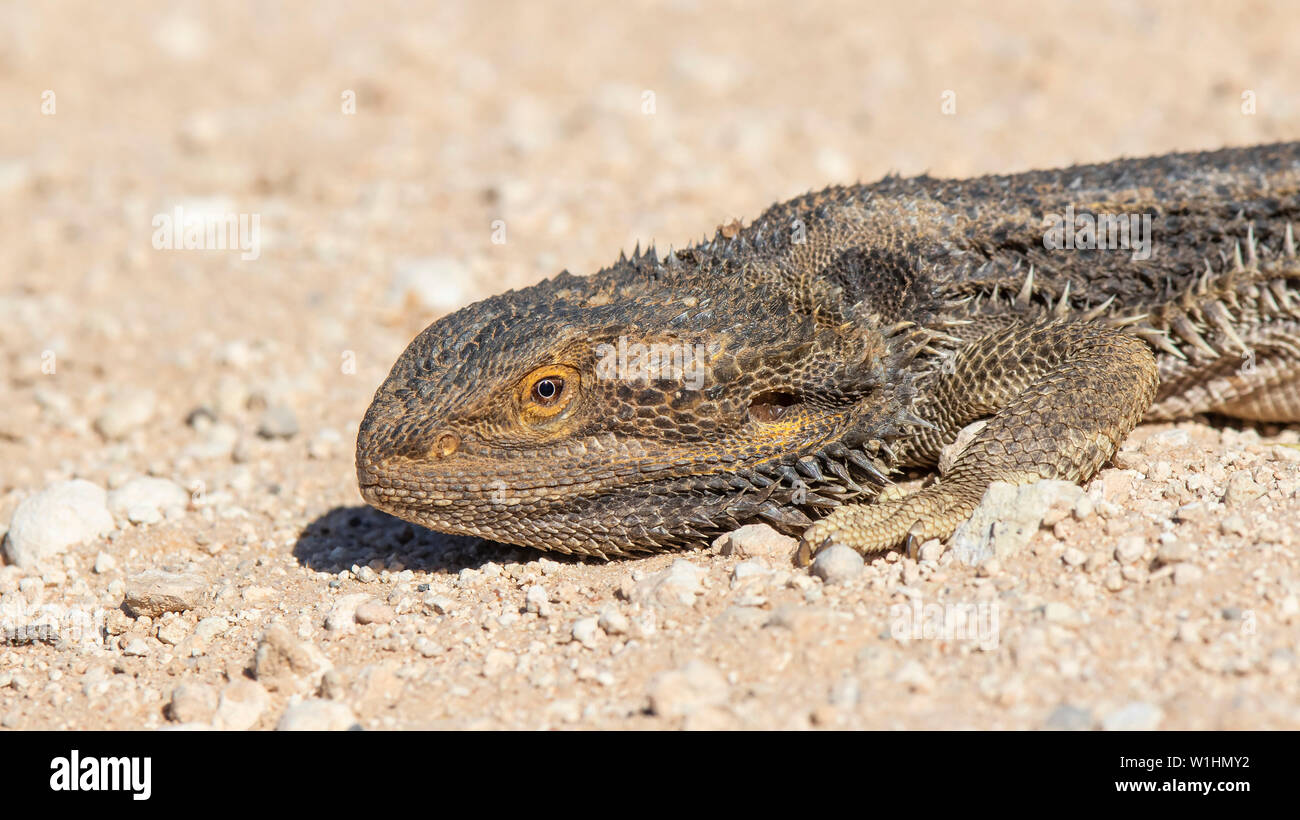 Bearded dragon tree hi-res stock photography and images - Alamy