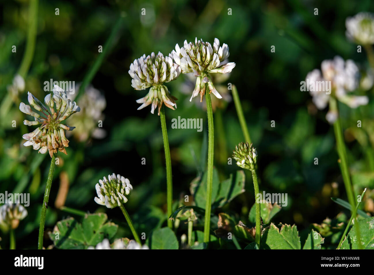 Bean family hi-res stock photography and images - Alamy