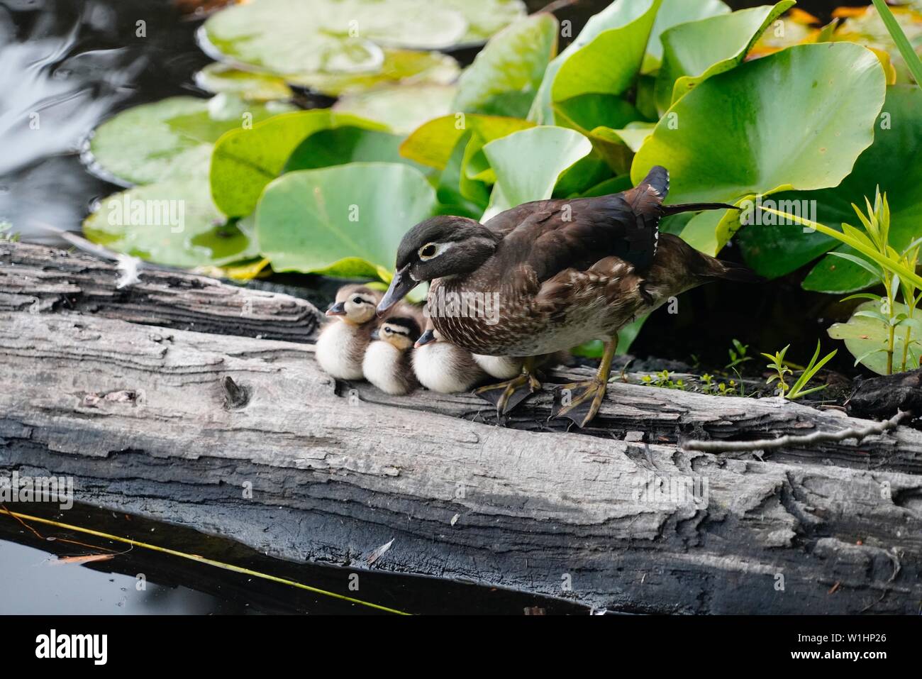Beaver family hi-res stock photography and images - Alamy
