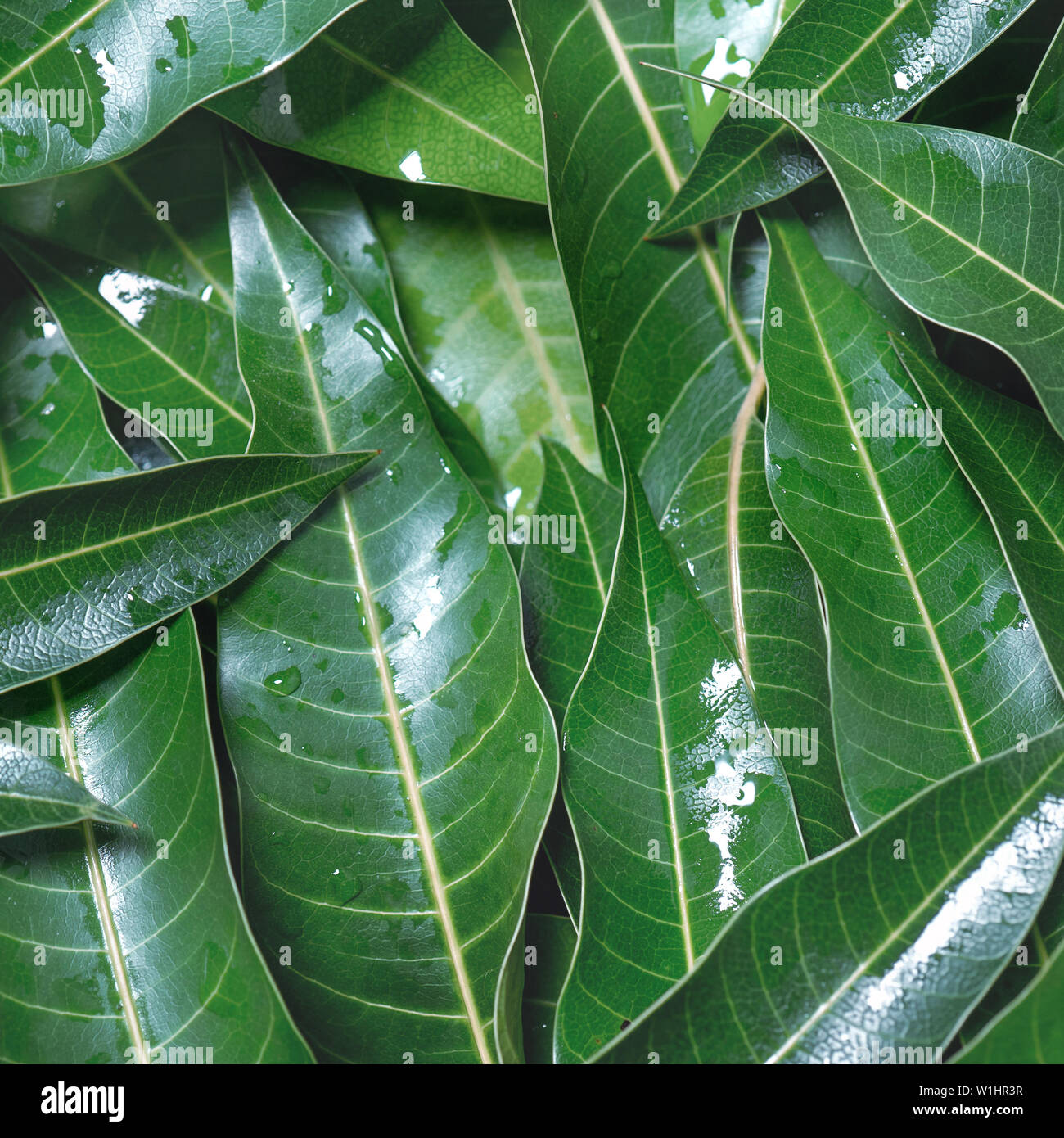 Mango leaves background, beautiful fresh green group with clear leaf ...