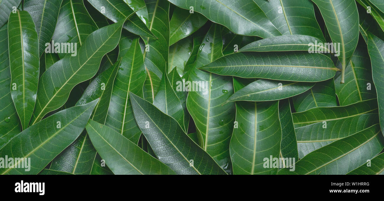 Mango leaves background, beautiful fresh green group with clear leaf ...