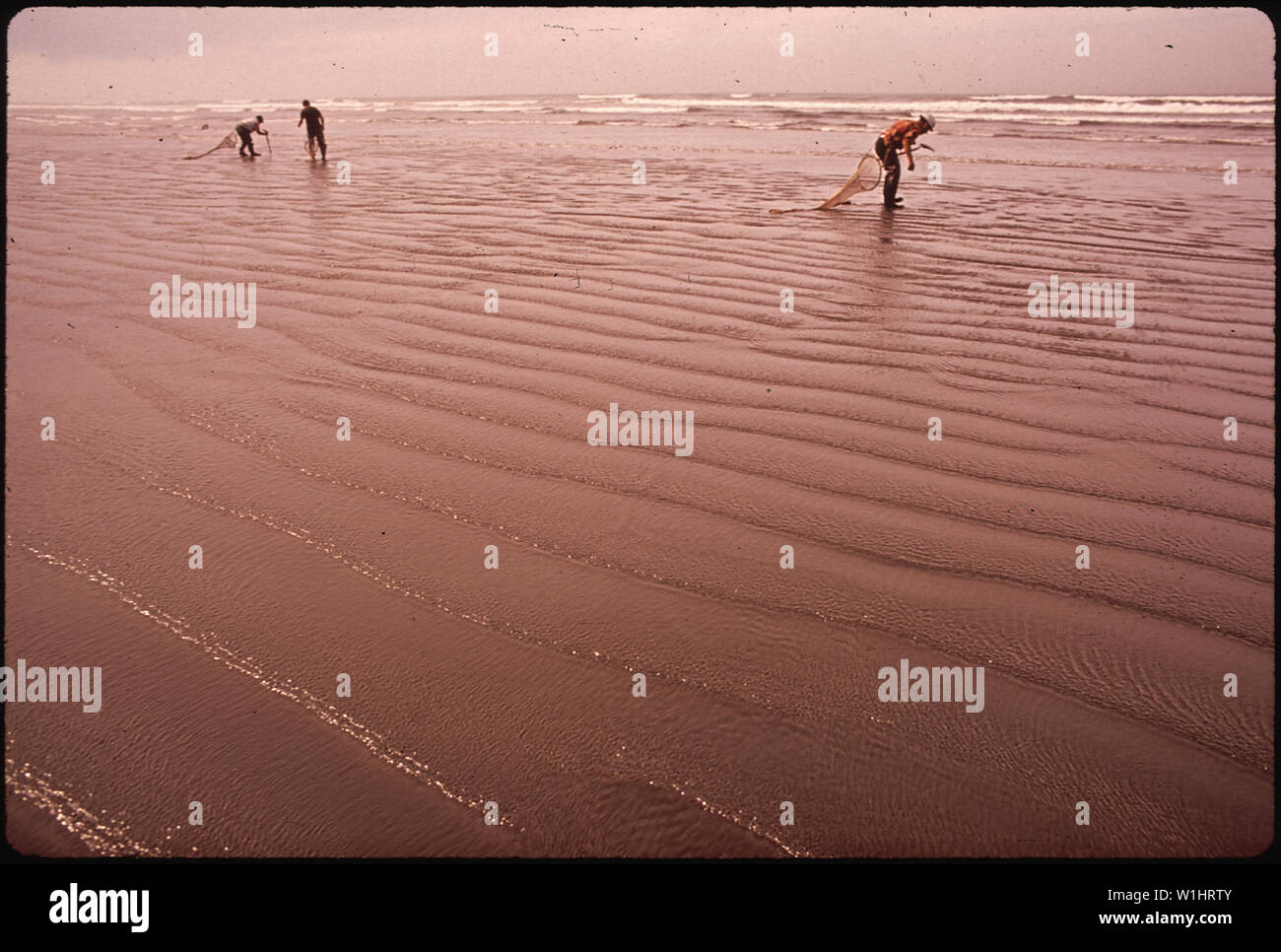 Harvesting Razor Clams High Resolution Stock Photography and Images - Alamy