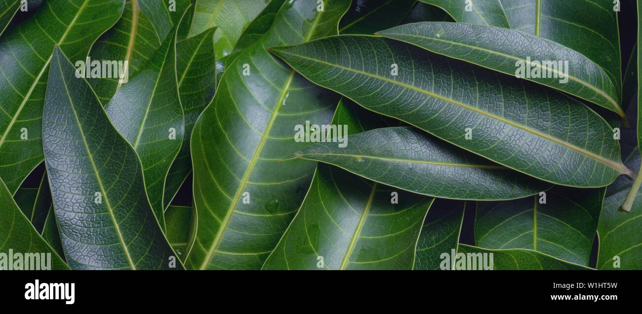 Mango leaves background, beautiful fresh green group with clear leaf ...