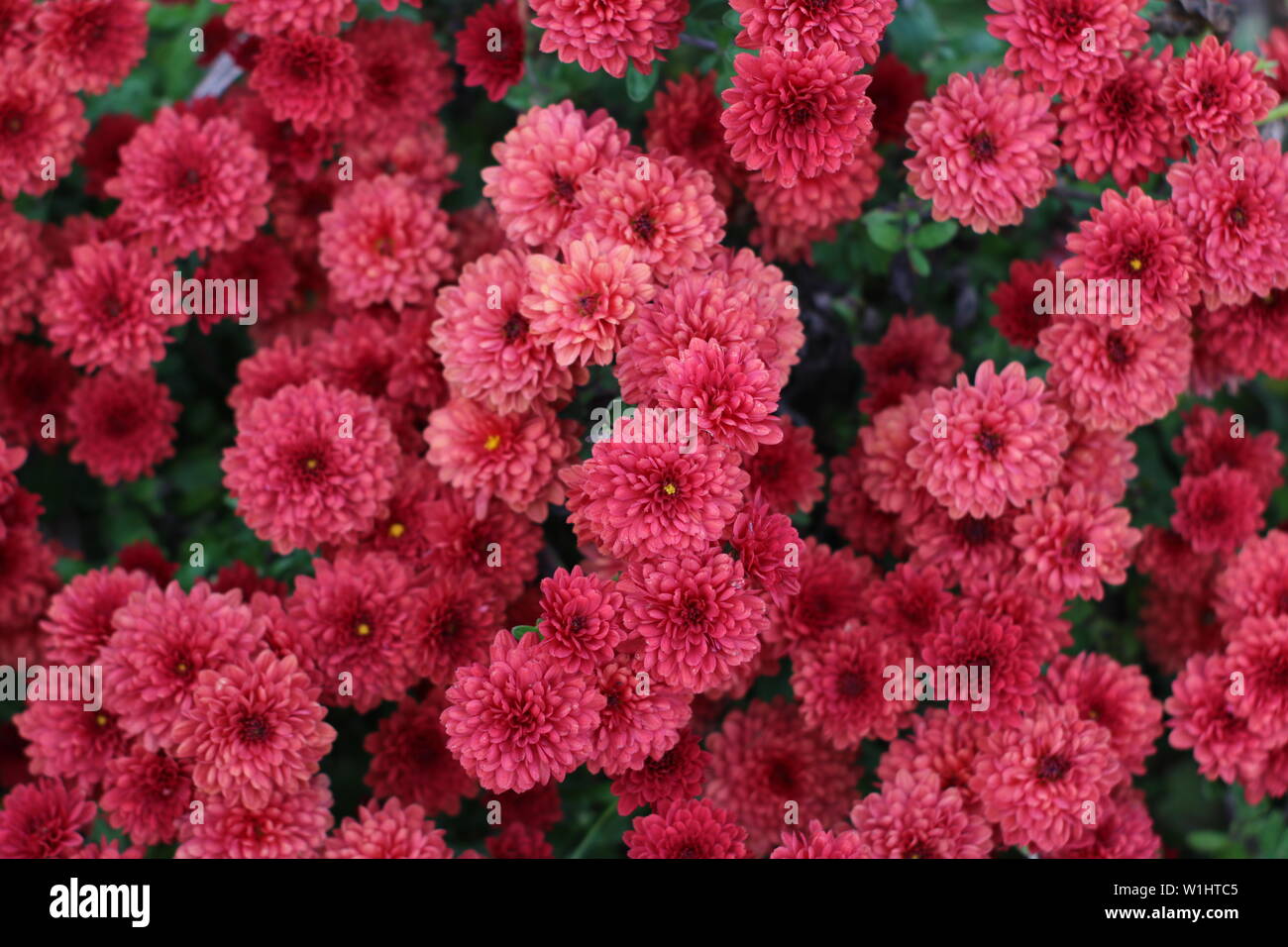 Chrysanthemums flowers mums plants hi-res stock photography and images ...
