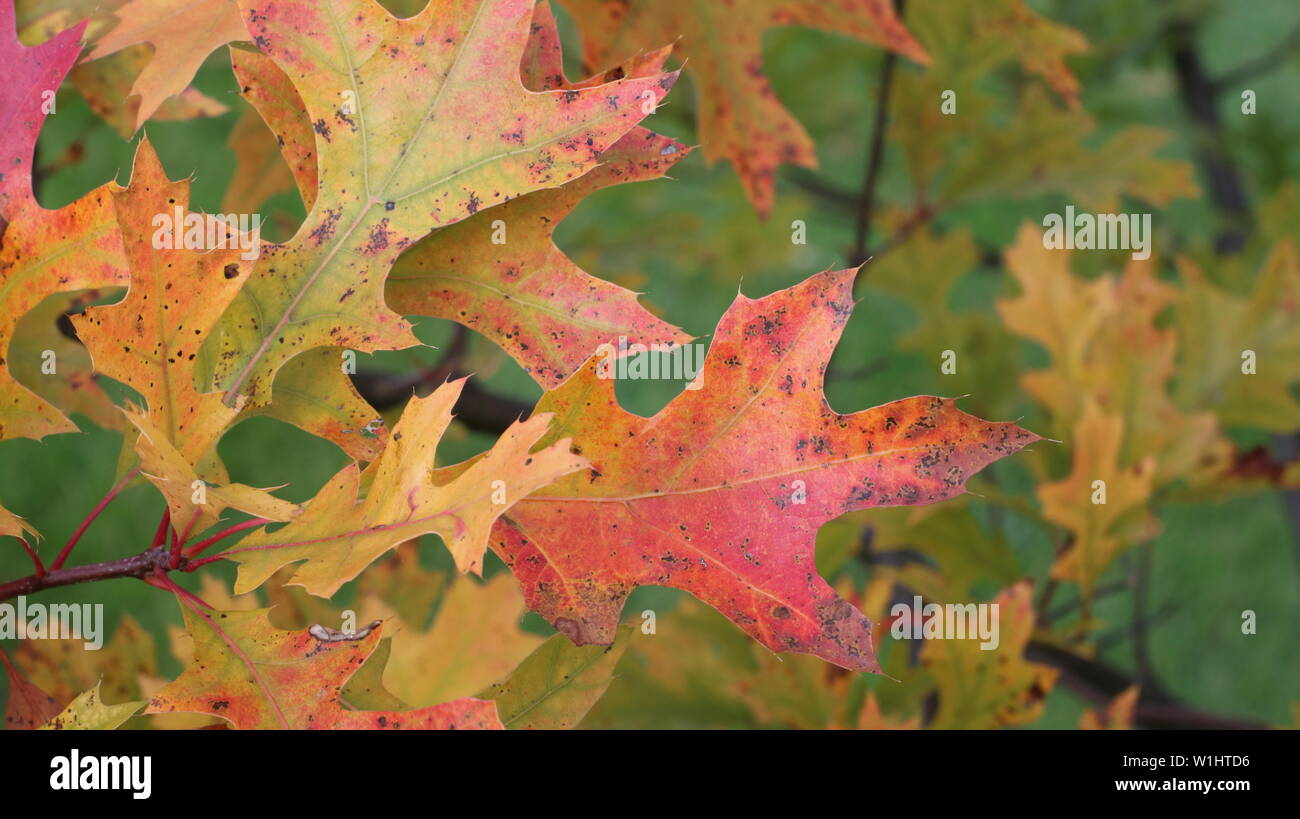 Fall Oak Leaves Stock Photo - Alamy