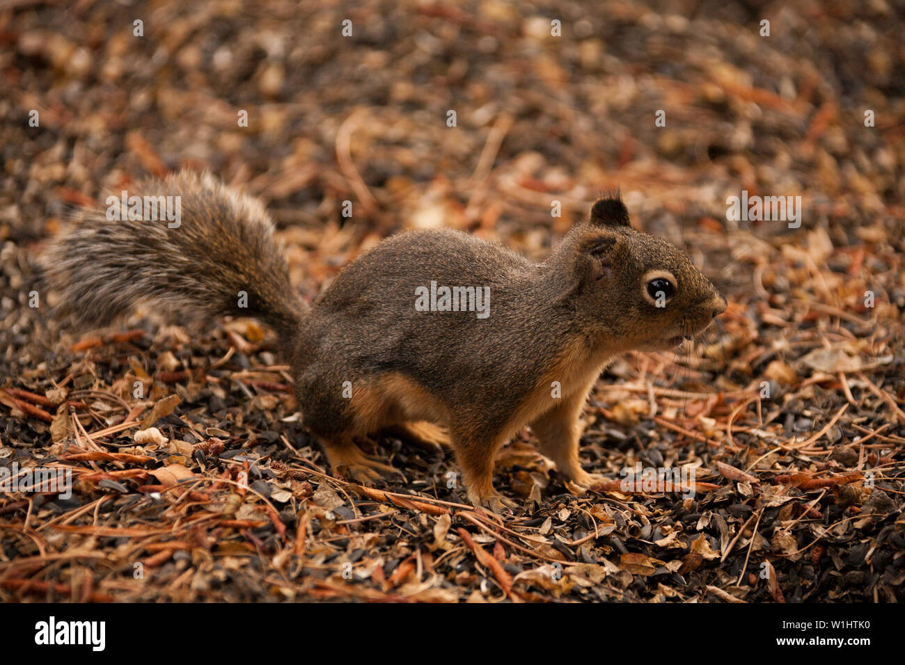 Squirrel Scurry