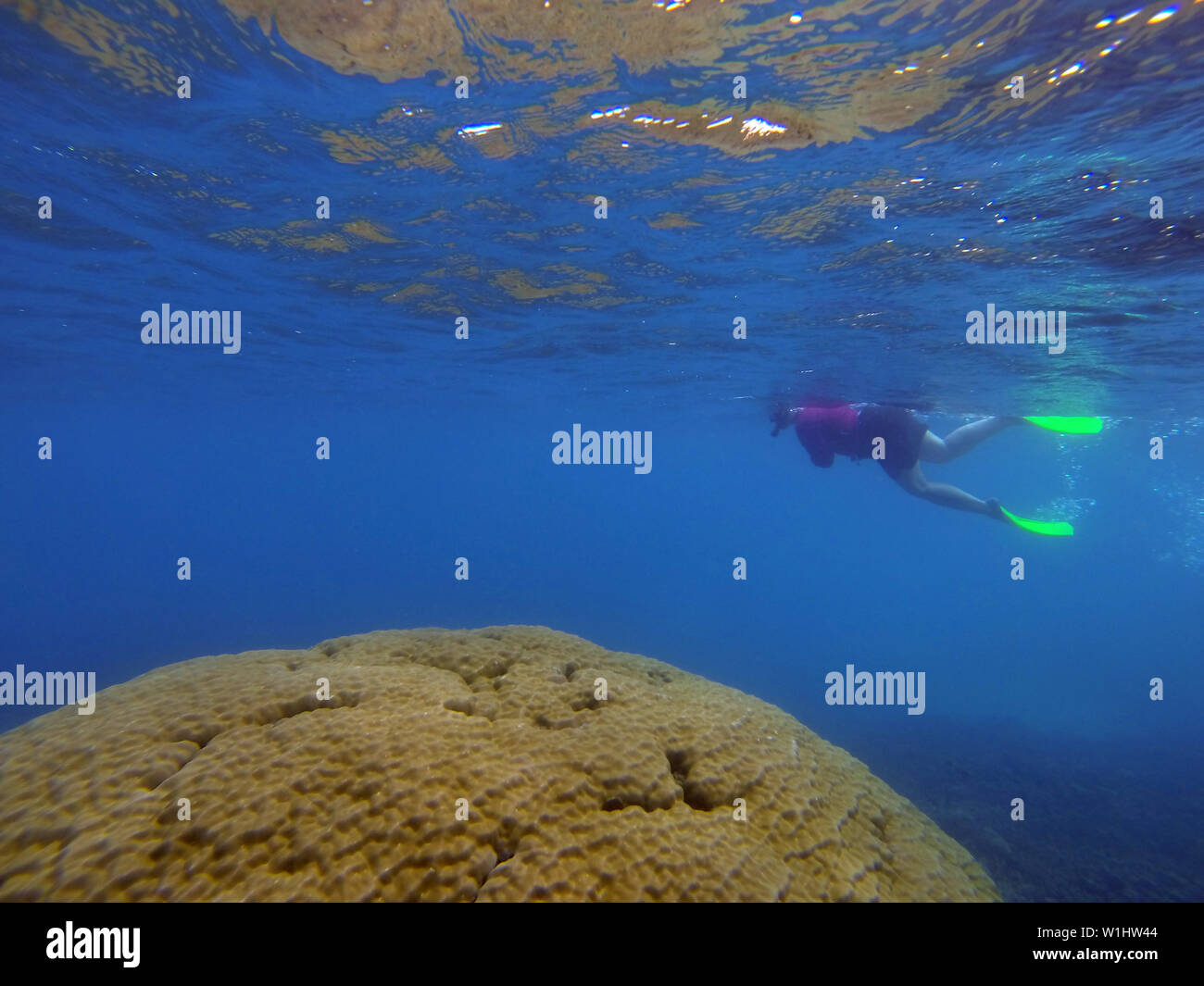 Woman snorkelling above huge Porites coral bommie, Frankland Islands ...