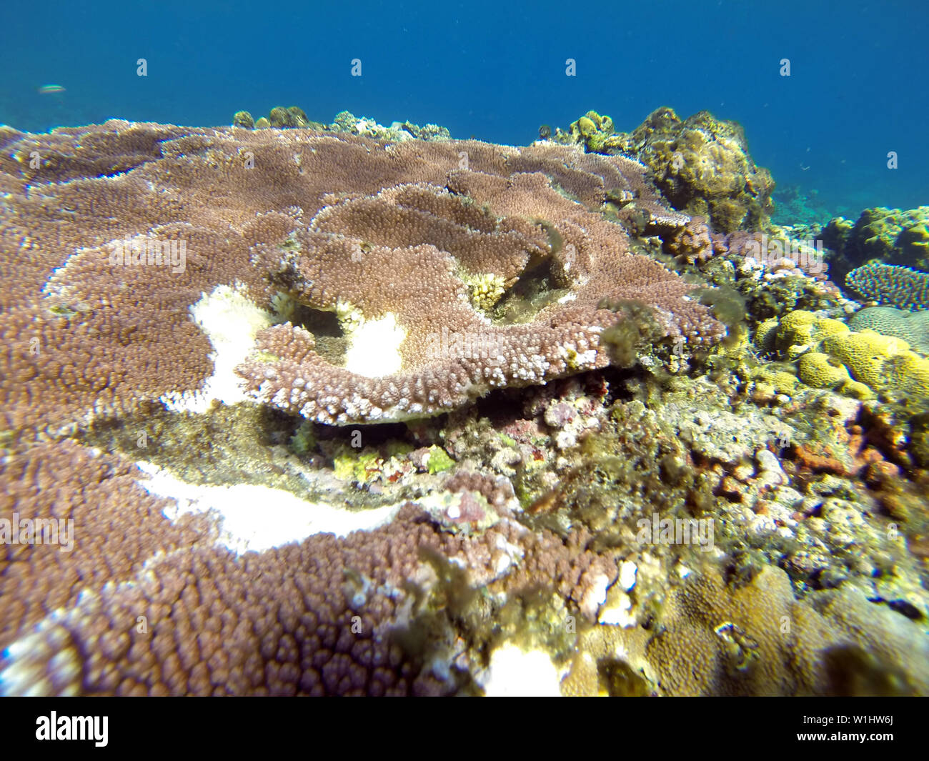 Drupella hi-res stock photography and images - Alamy