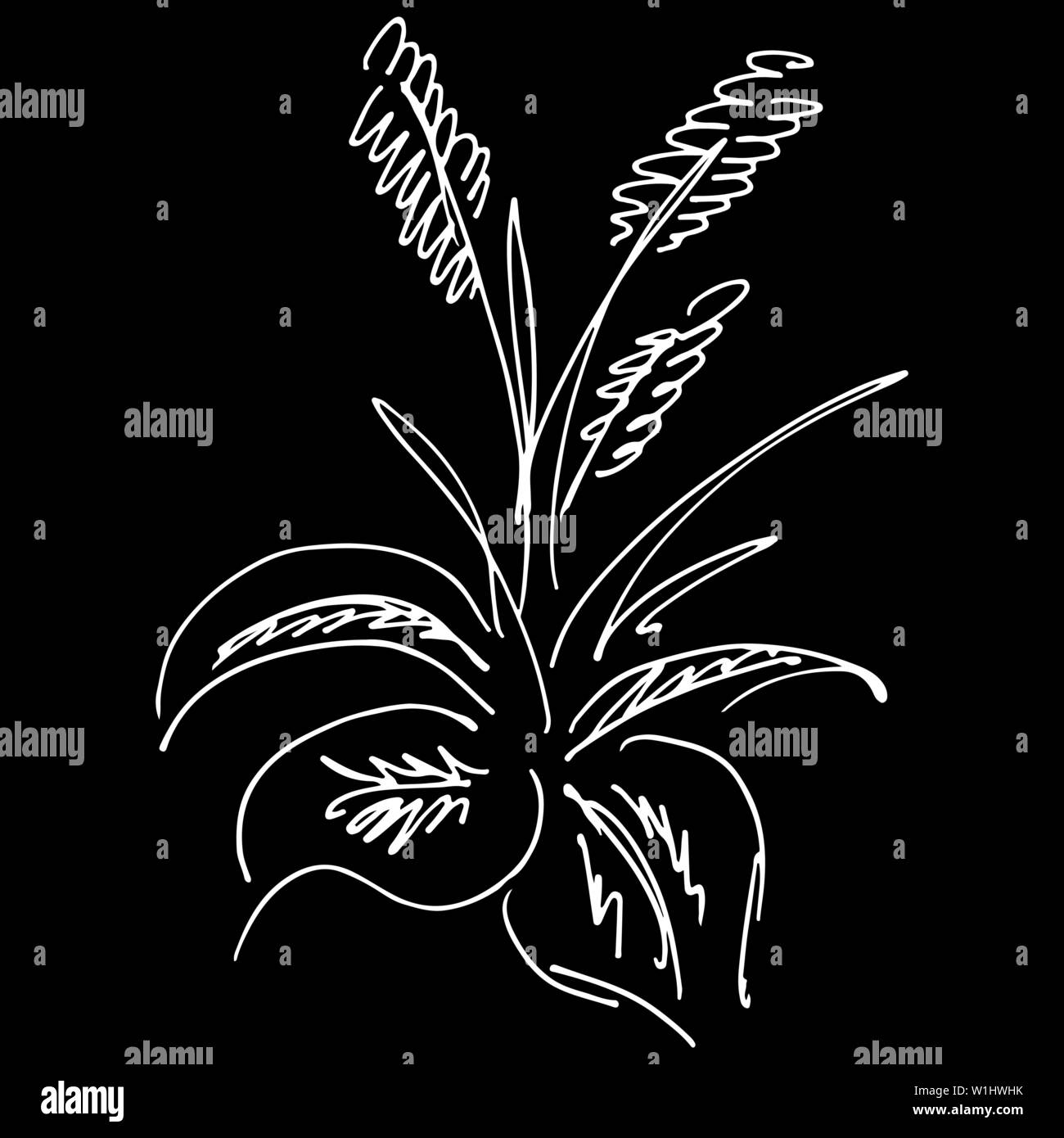 Abstract cotton branch outline icon isolated on black background ...