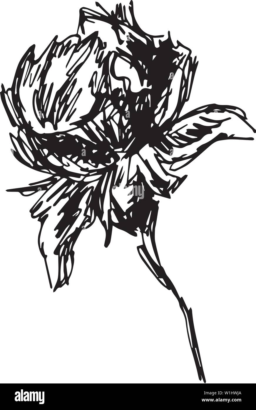 Hand Drawn Vector Illustrations Of Abstract Rose Flower Isolated on ...