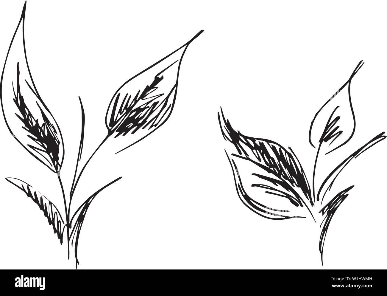 Hand Drawn Vector Illustrations Of Abstract Set of leaves Isolated on ...