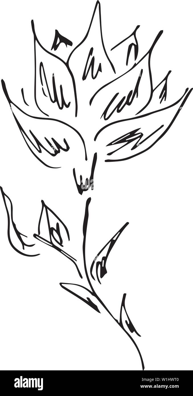 Hand Drawn Illustrations Of Abstract Flowers Isolated on White. Hand ...