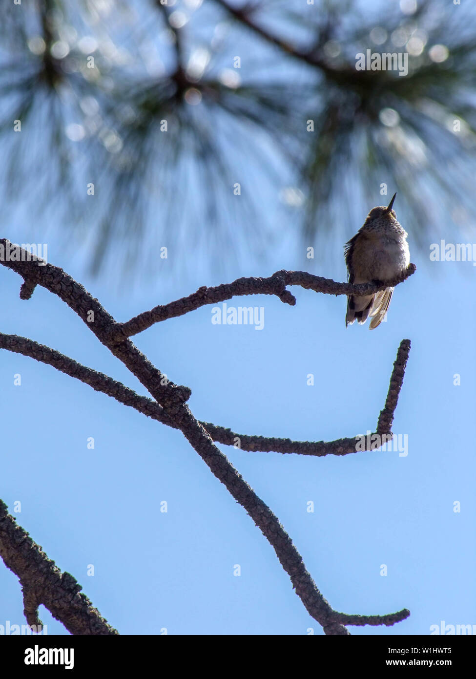 Hummingbird sitting on a pine tree branch in Northern Arizona Stock ...