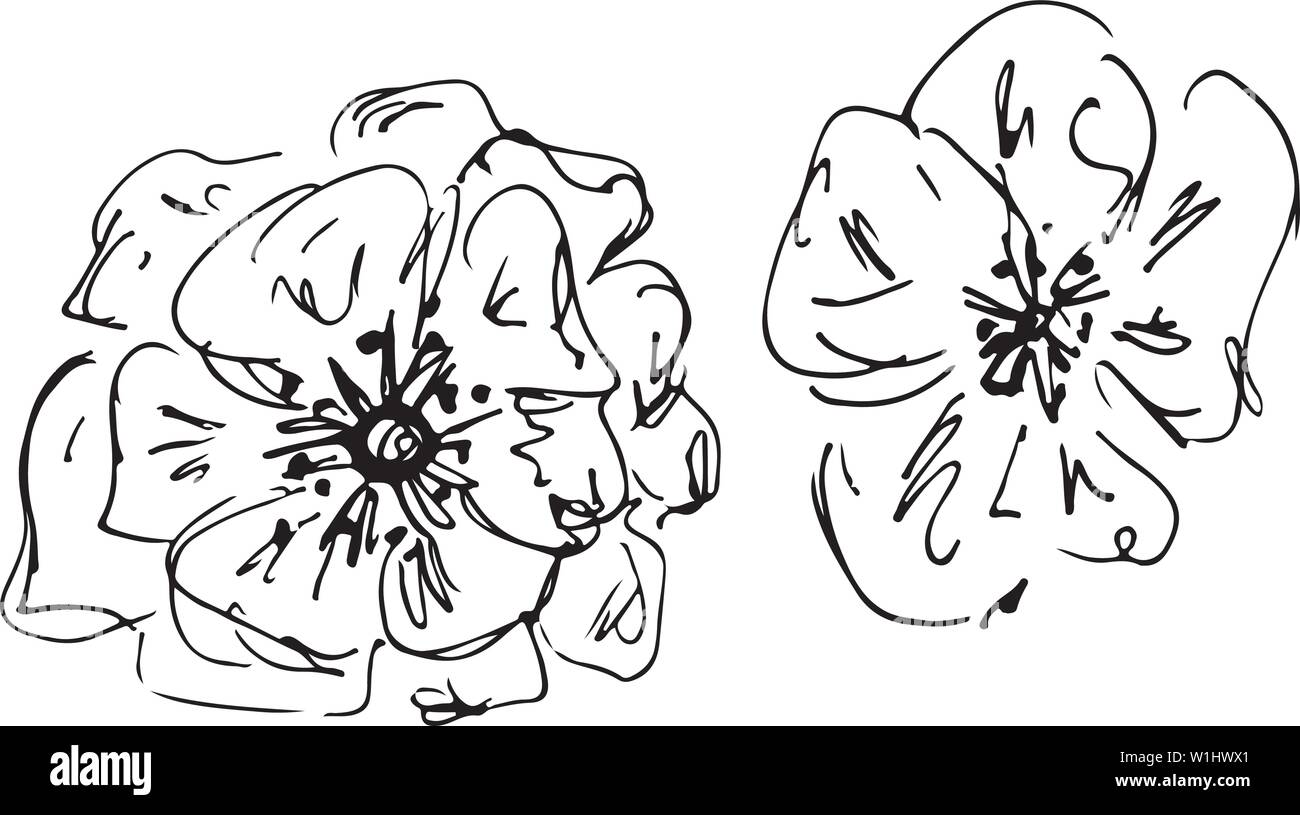 Hand Drawn Illustrations Set Of Two Abstract Rose Flowers Isolated on ...