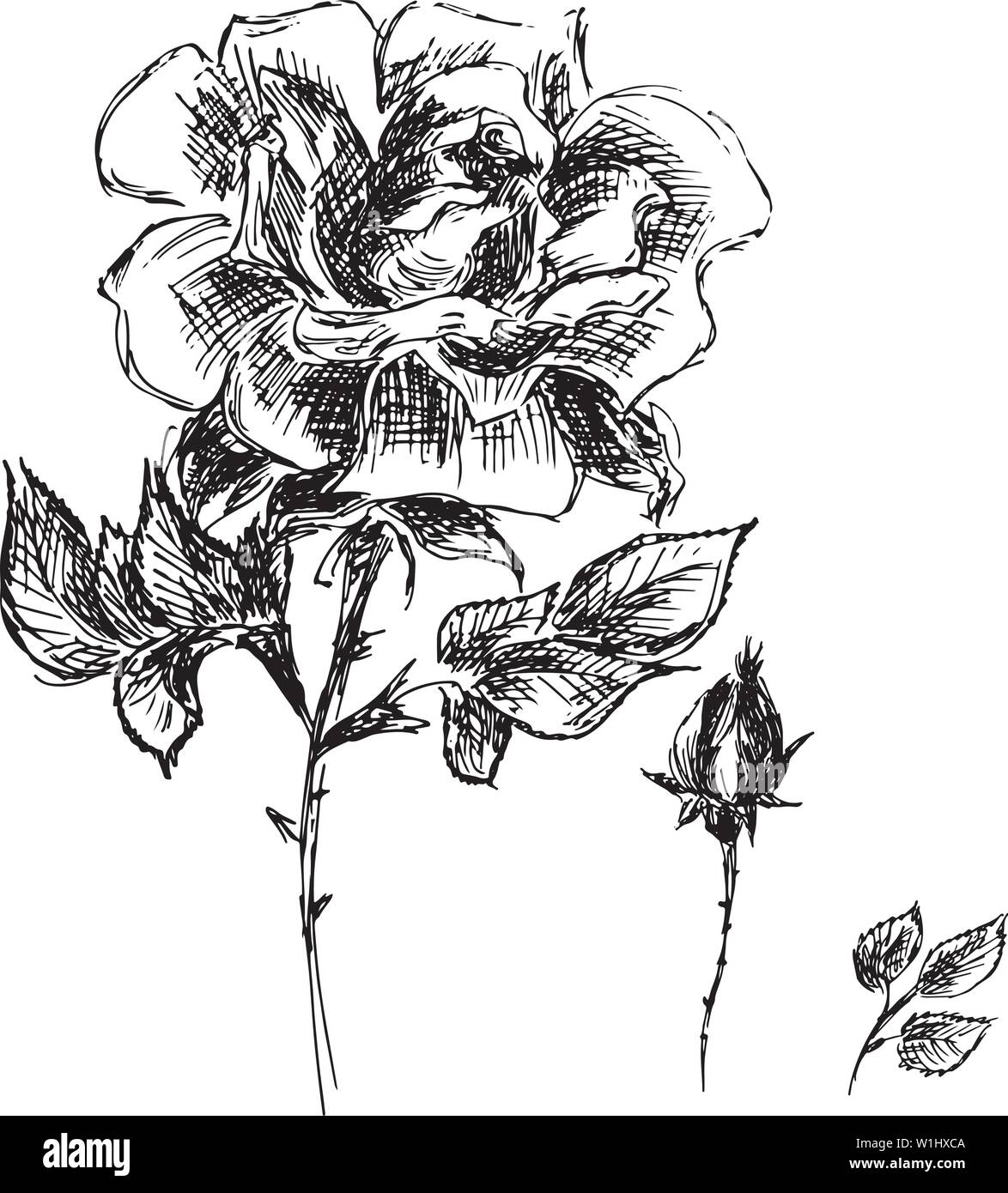 Hand Drawn Vector Illustrations Of Abstract Set Of Roses Flower ...