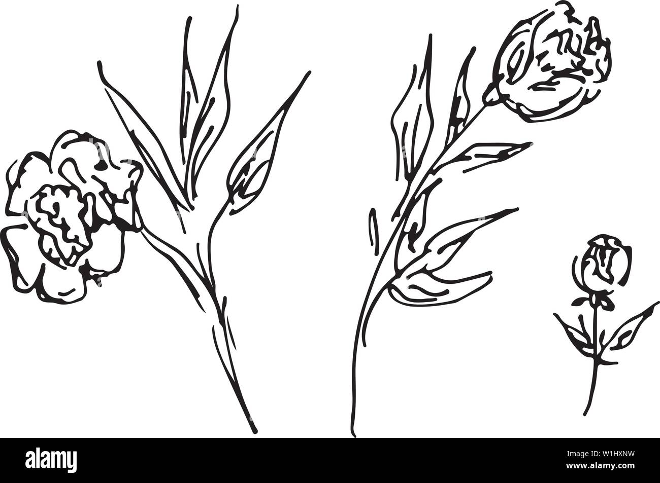 Hand Drawn Vector Illustrations Of Abstract Set Of Roses Flower ...
