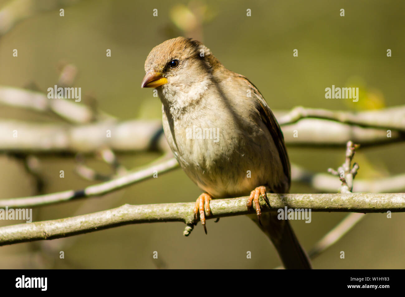 Small brown bird perched on a branch Stock Photo - Alamy