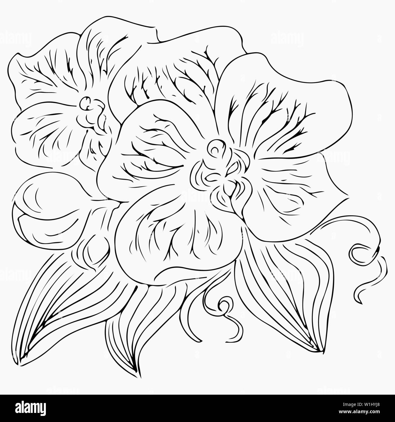 Hand Drawn Vector Illustrations Of Abstract Orchid Flower Isolated on ...